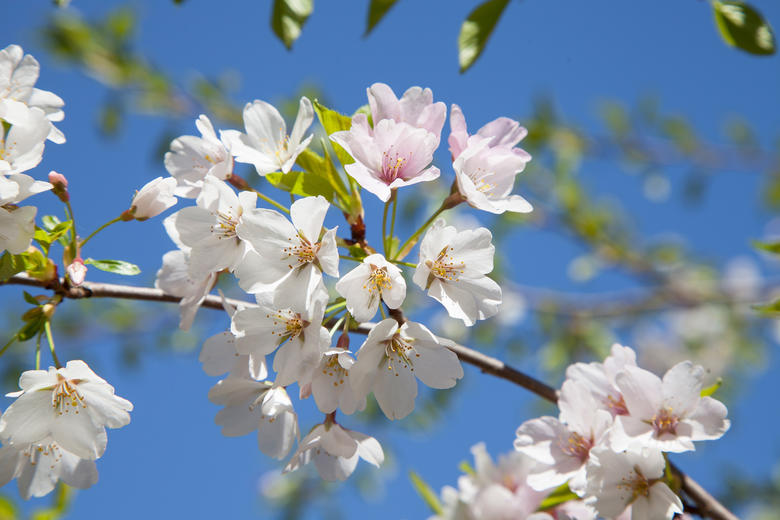 Sakura in Bloom: High Park Covered in Cherry Blossoms