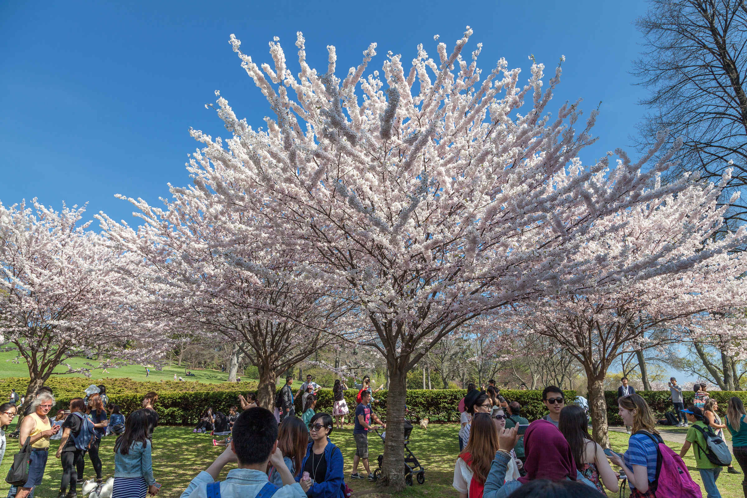 Sakura in Bloom: High Park Covered in Cherry Blossoms