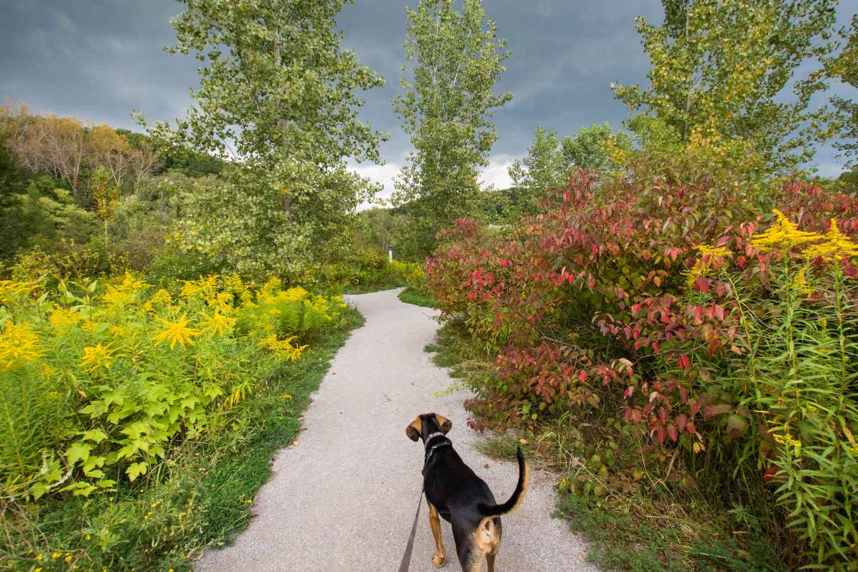 Dog-Friendly Neighbourhoods in Toronto