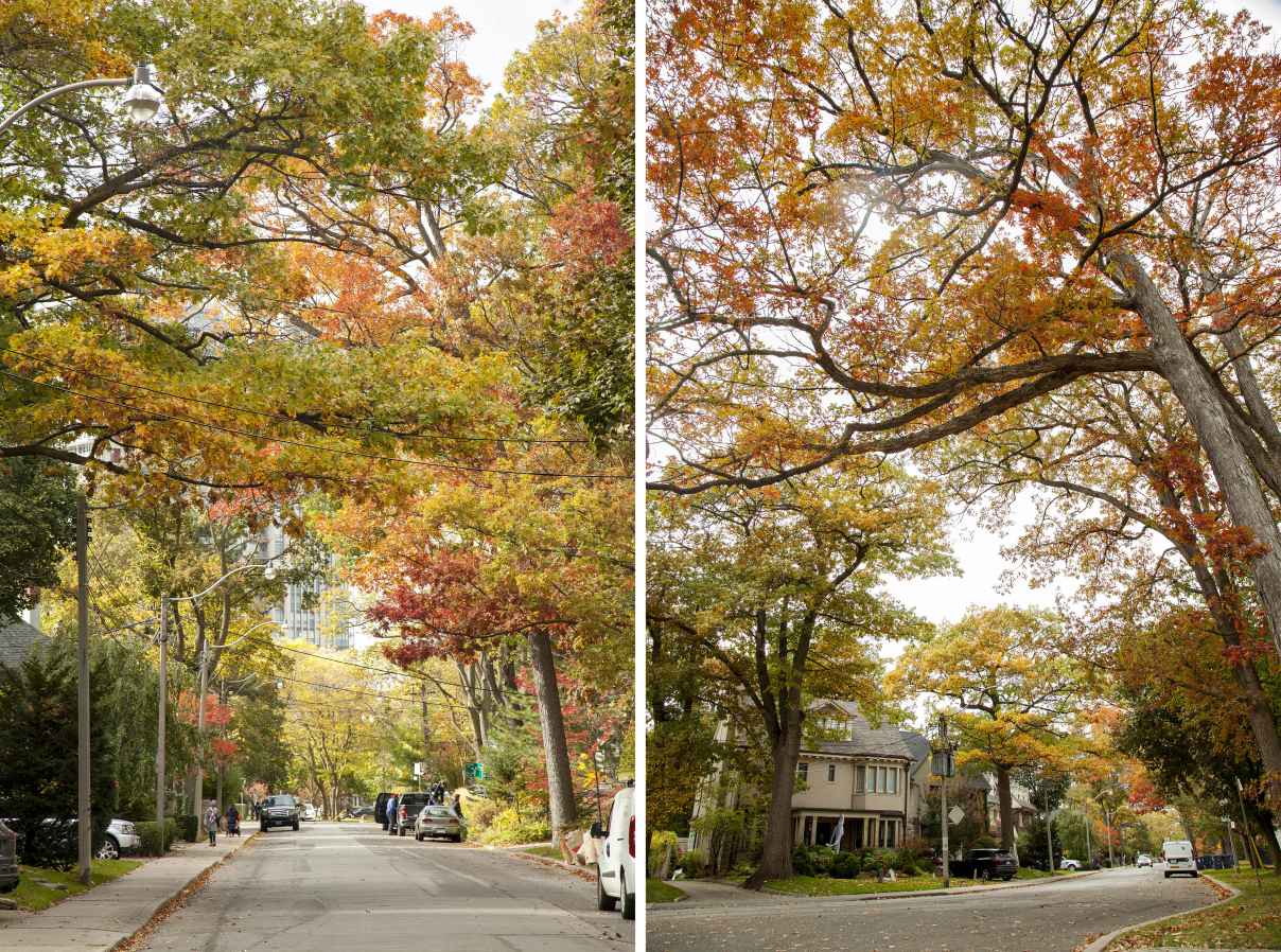 Prettiest Toronto Streets in Fall