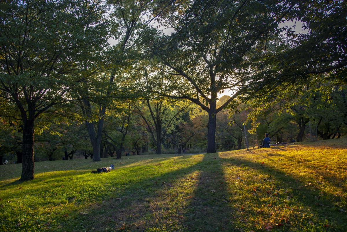 High Park | The Julie Kinnear Team of Toronto Real Estate Agents